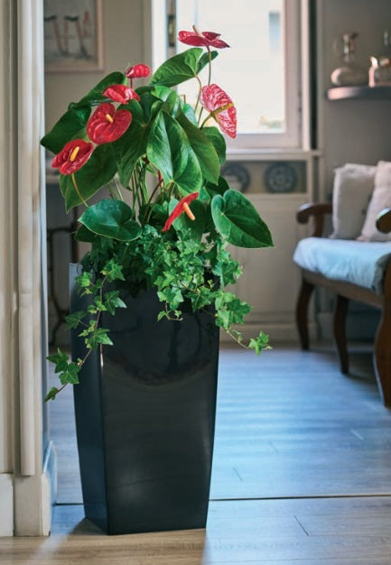 INFINITY – PLANT GT